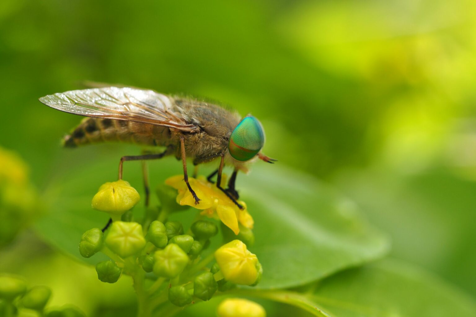 Swat to Trot: What You Need to Know About Horse Flies - Horse Rookie