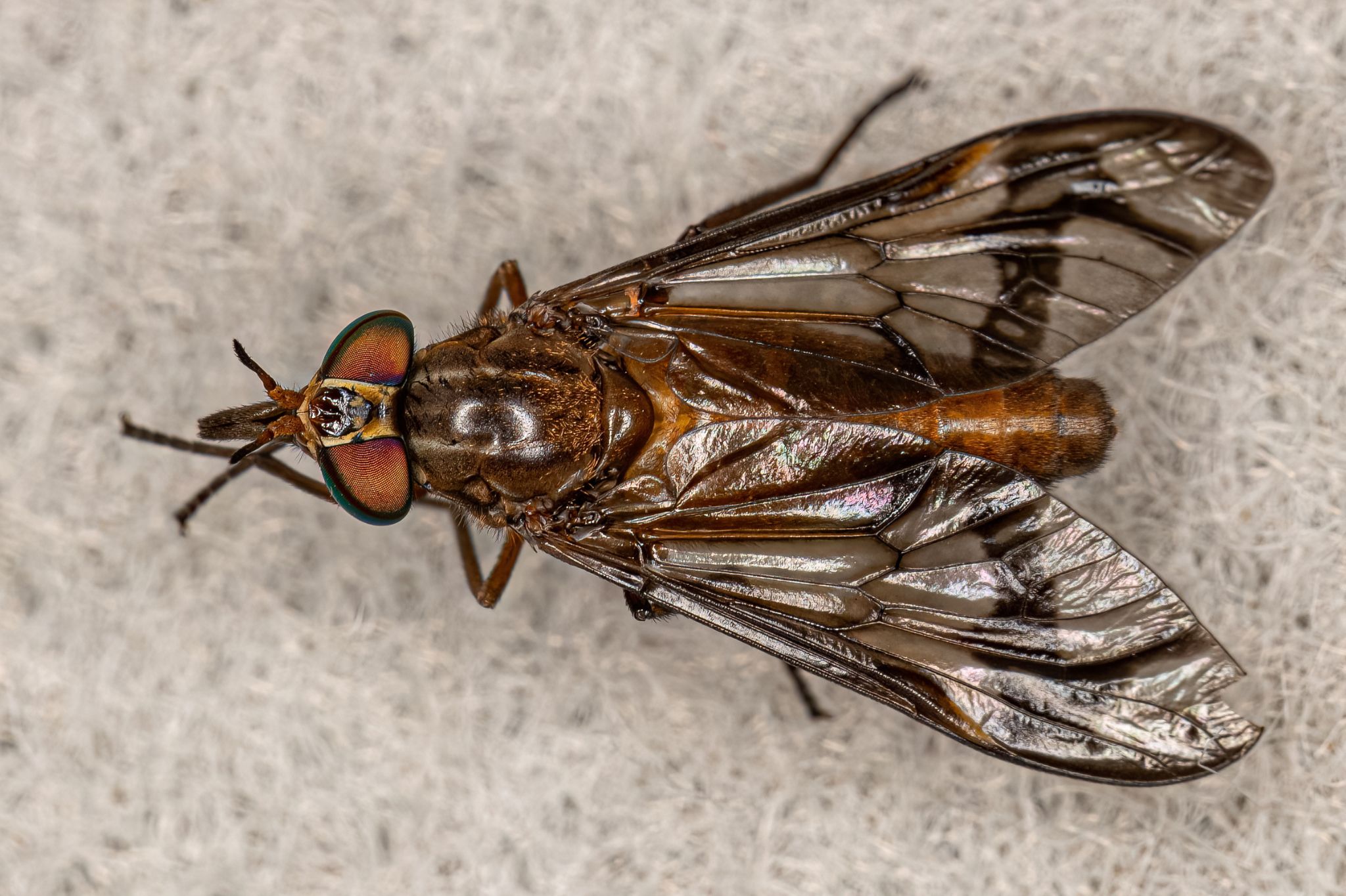 Swat to Trot: What You Need to Know About Horse Flies - Horse Rookie