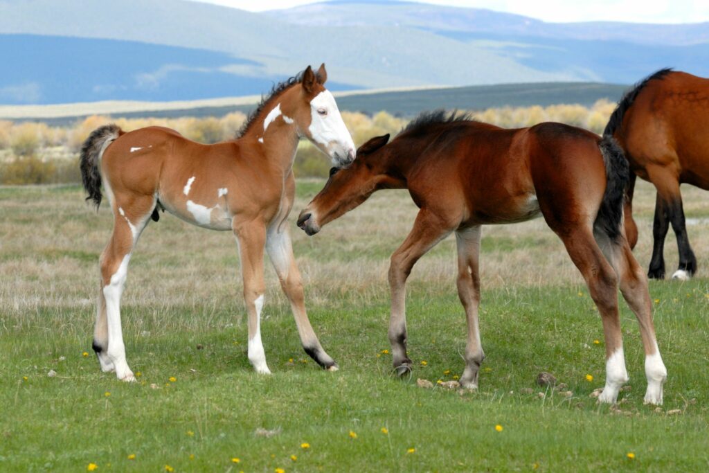 All About Baby Horses (Gestation, Terms, Fun Facts) - Horse Rookie