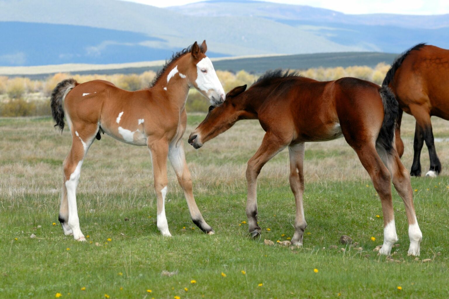 All About Baby Horses (Gestation, Terms, Fun Facts) - Horse Rookie