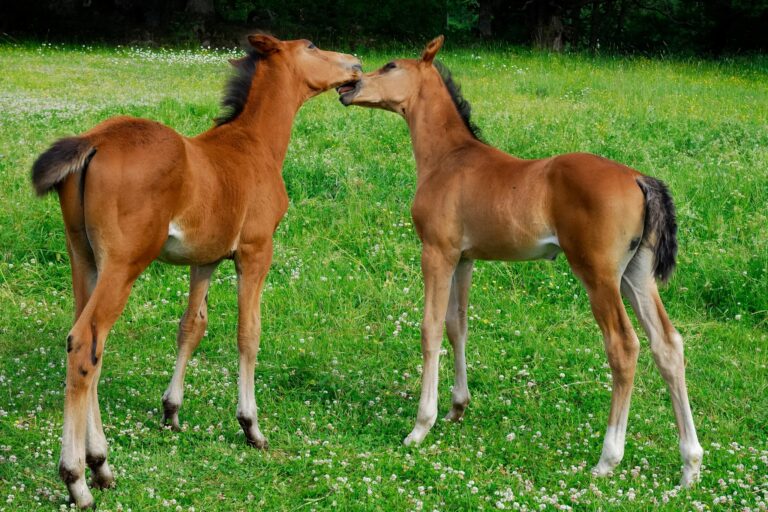 All About Baby Horses (Gestation, Terms, Fun Facts) - Horse Rookie