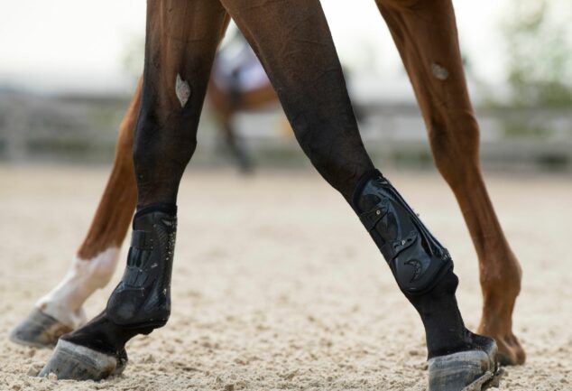 Rest & Recover: What To Expect After Horse Hock Injections