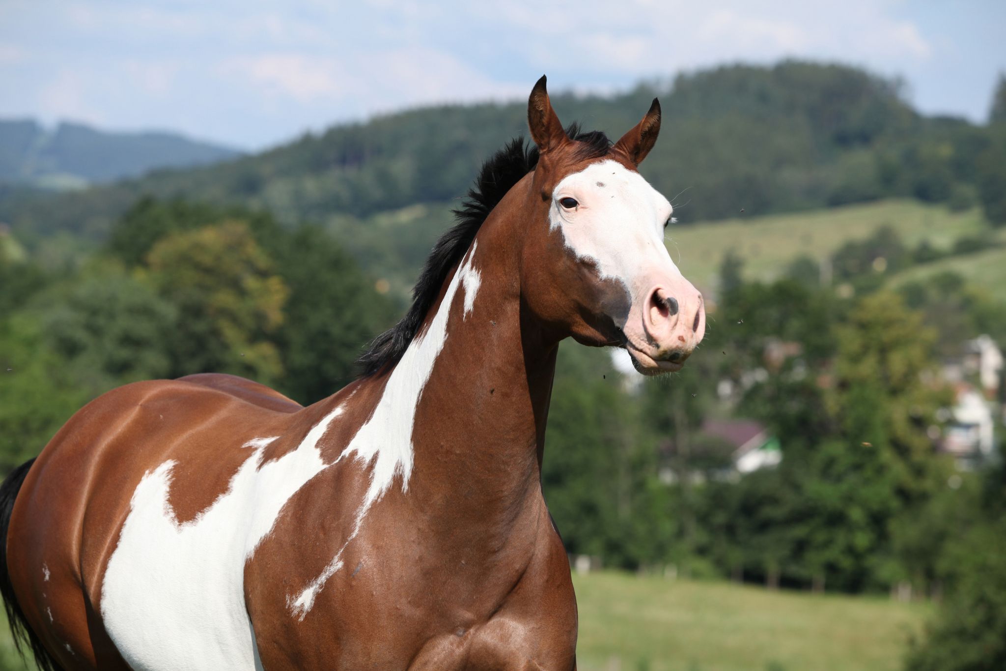Breed Profile The Colorful World Of The Paint Horse Horse Rookie