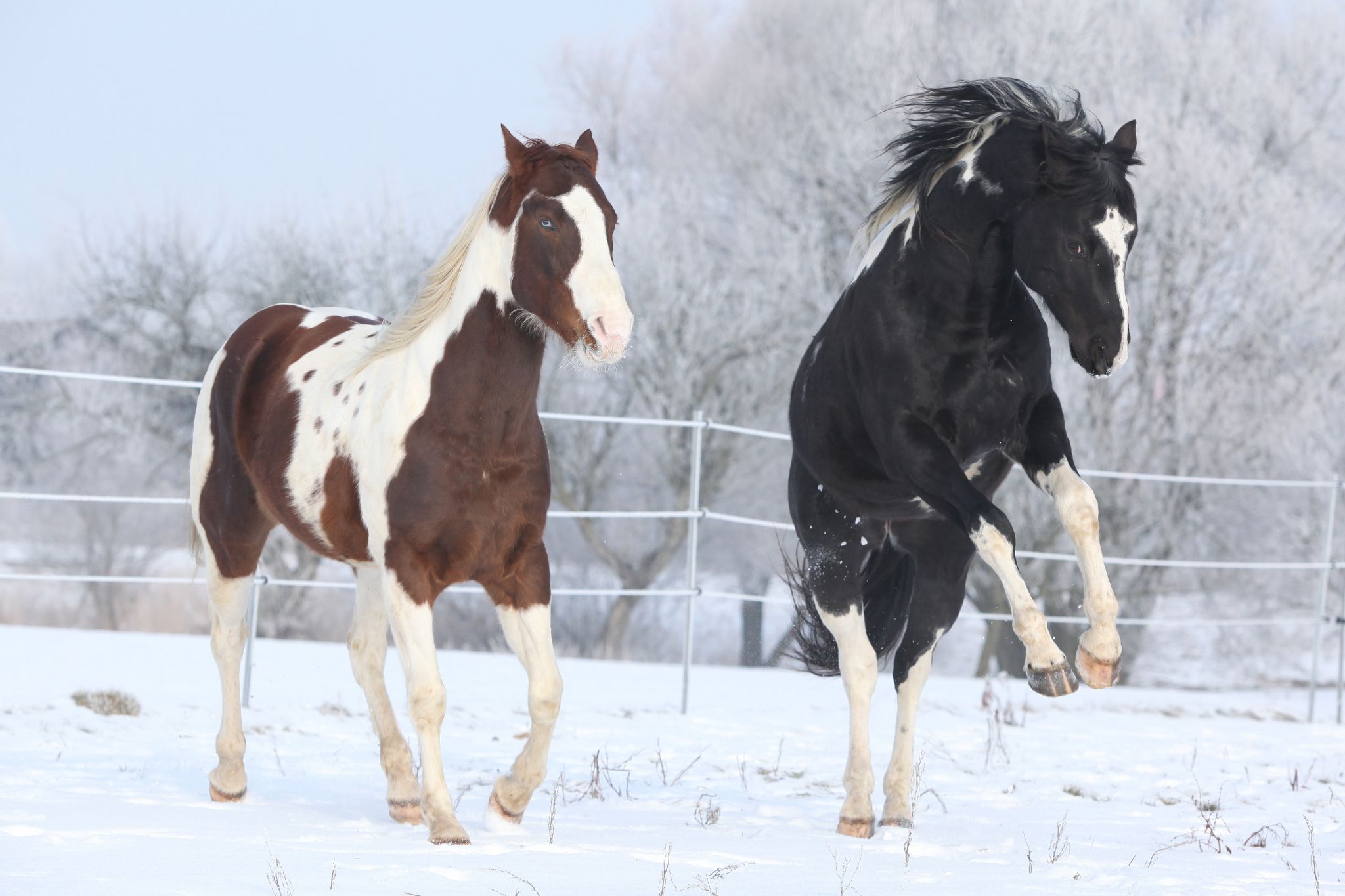 Breed Profile: The Colorful World of the Paint Horse - Horse Rookie