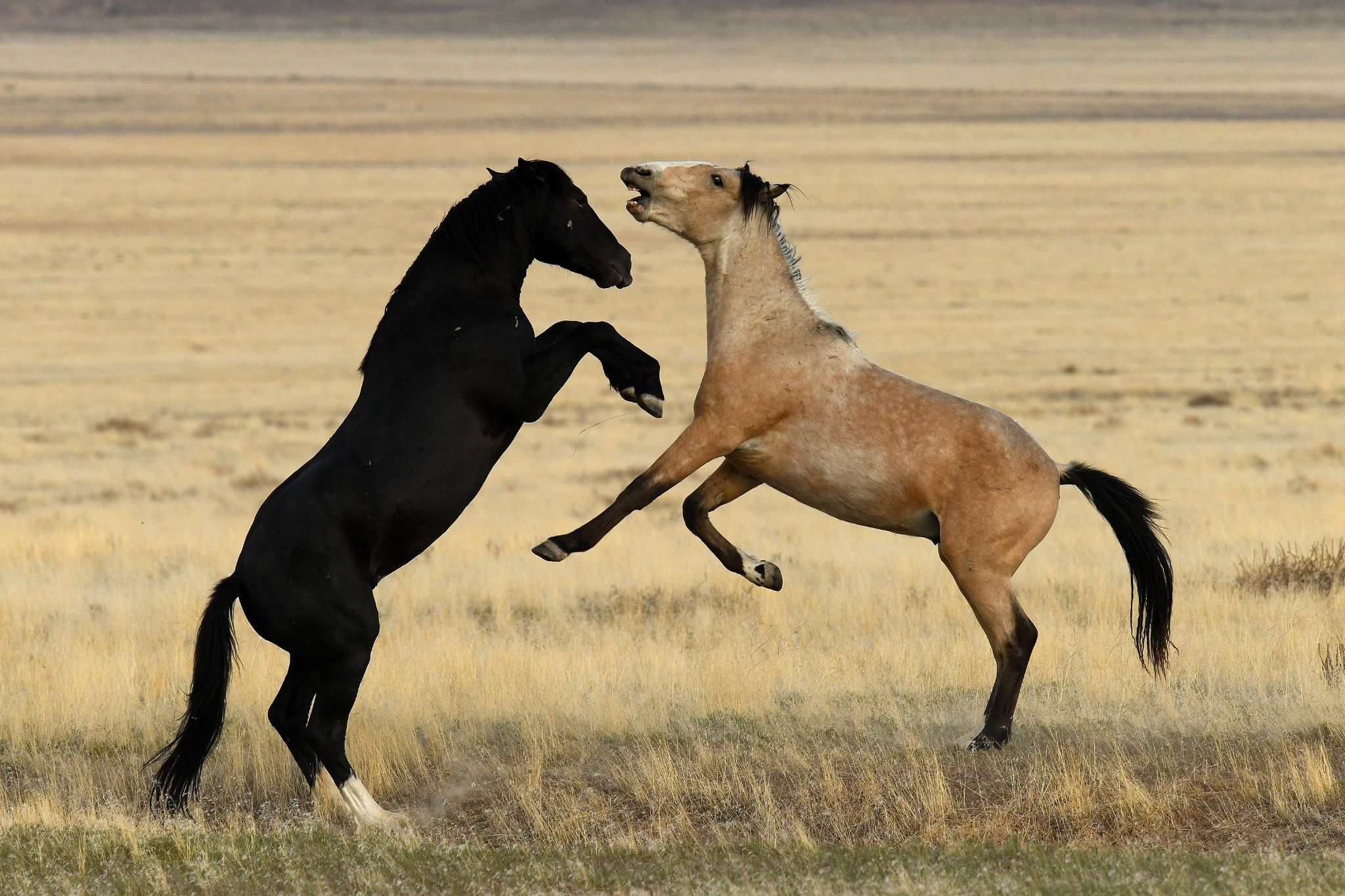 Speaking Horse: Translating Equine Vocalizations - Horse Rookie