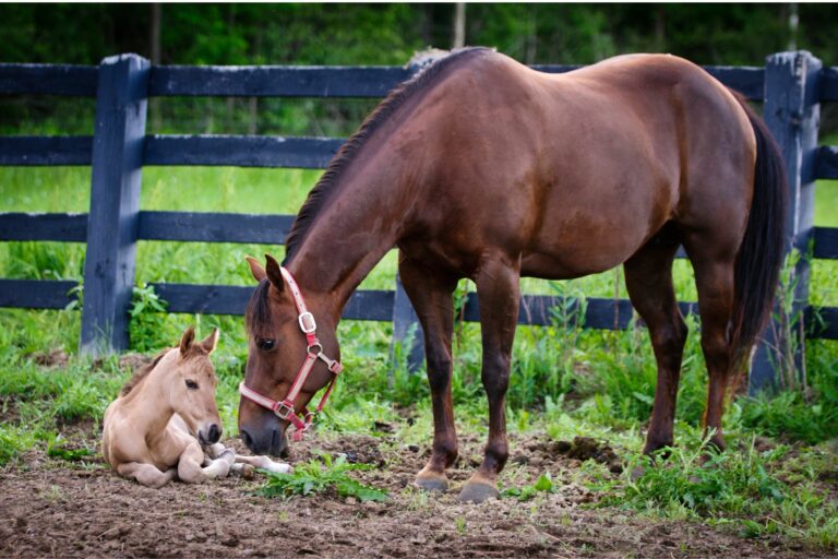 Speaking Horse: Translating Equine Vocalizations - Horse Rookie