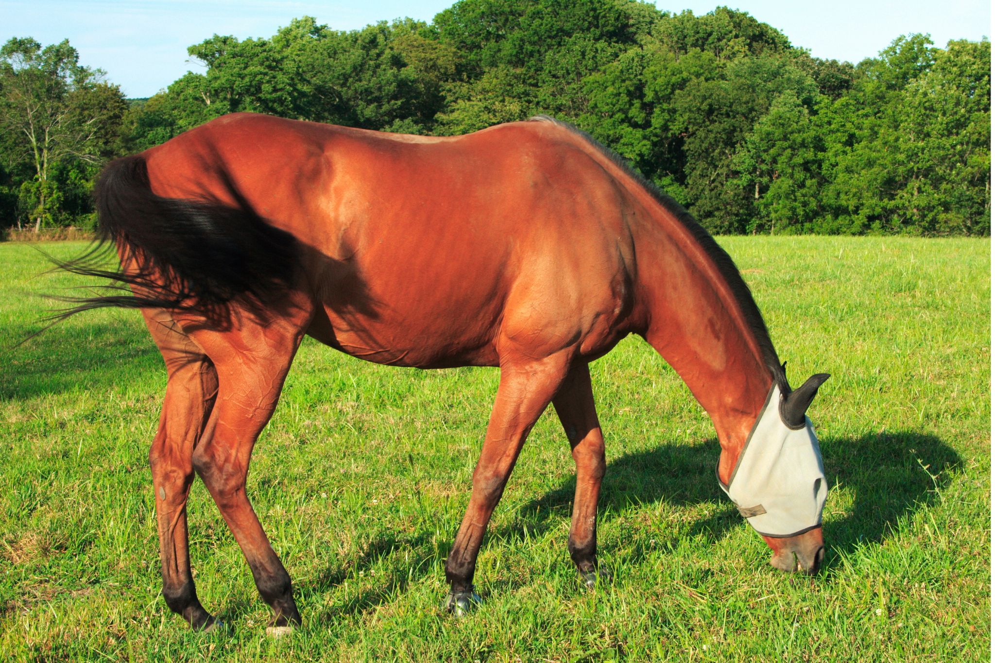 6 Best Fly Boots for Horses Harassed by Bugs - Horse Rookie