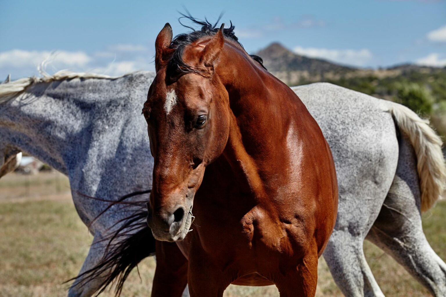 Speaking Horse: Translating Equine Vocalizations - Horse Rookie