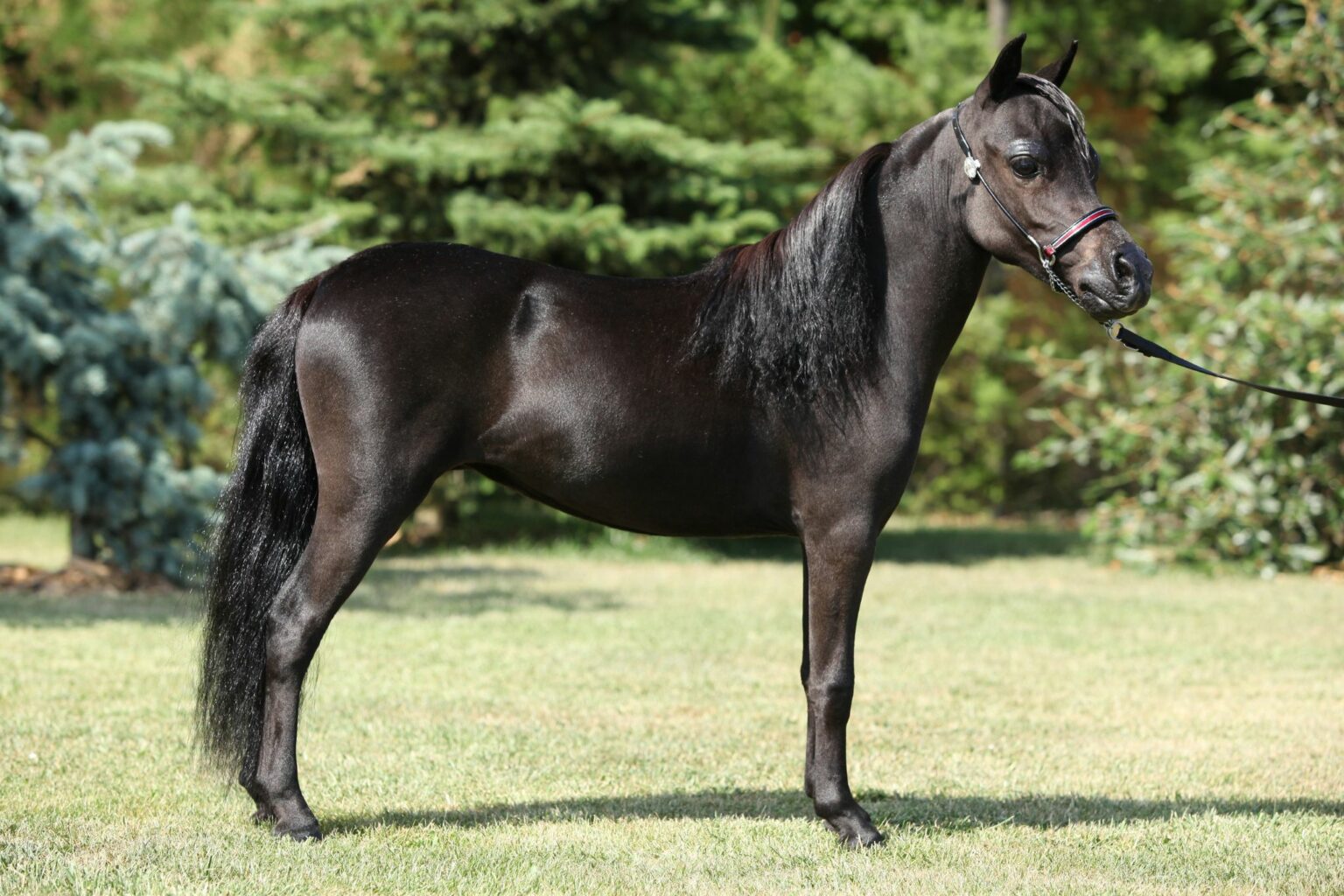 The Peculiar, Precious, and Petite World of Ponies