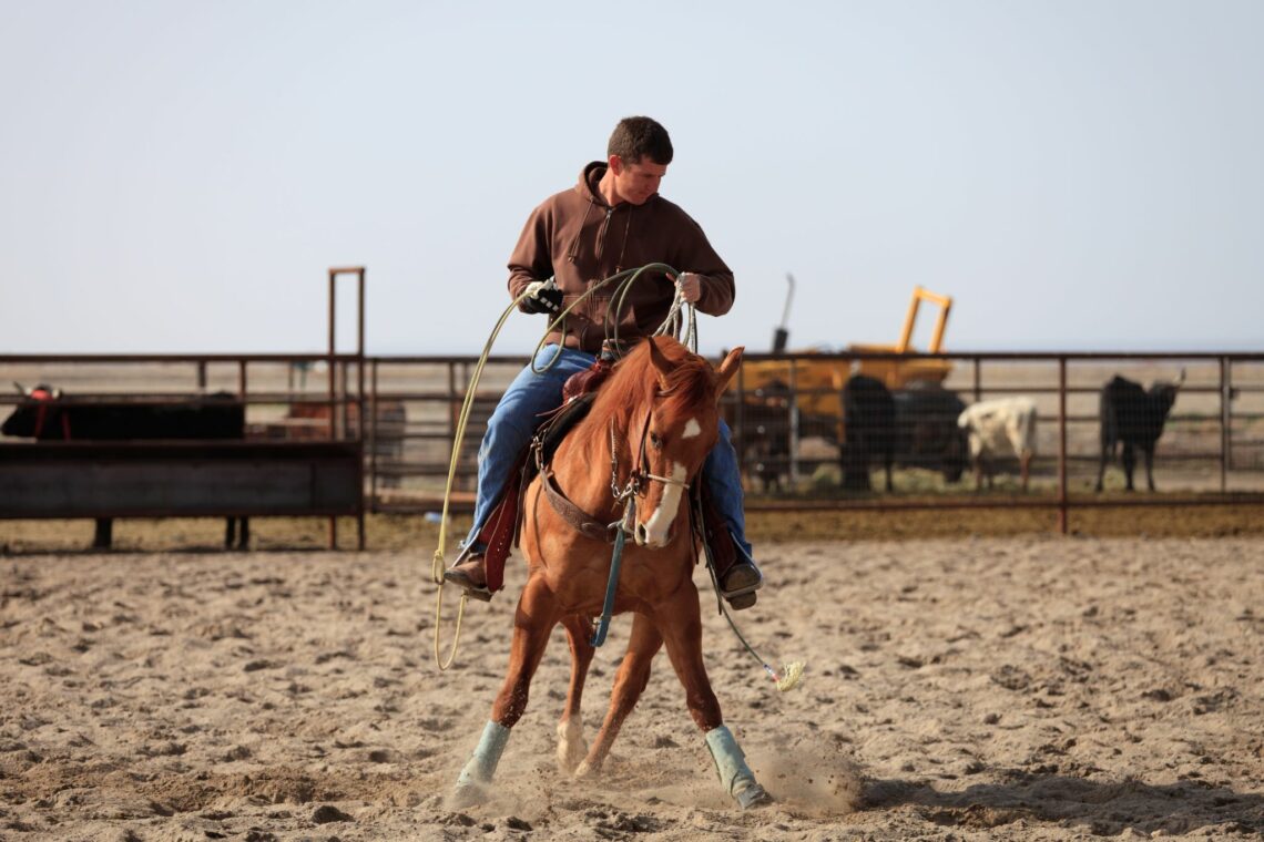How to Train a Horse (Helpful Techniques & Timing) - Horse Rookie