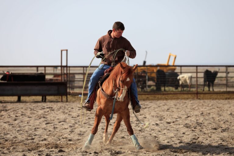 How to Train a Horse (Helpful Techniques & Timing) - Horse Rookie