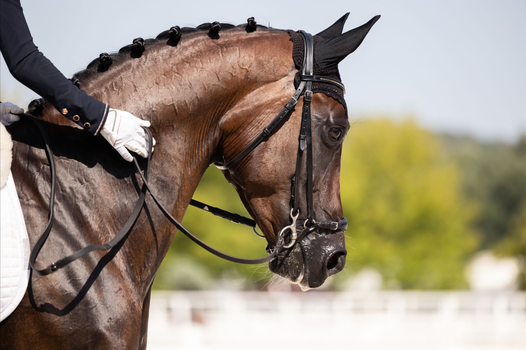 Equine Einstein: Understanding Horse Intelligence - Horse Rookie