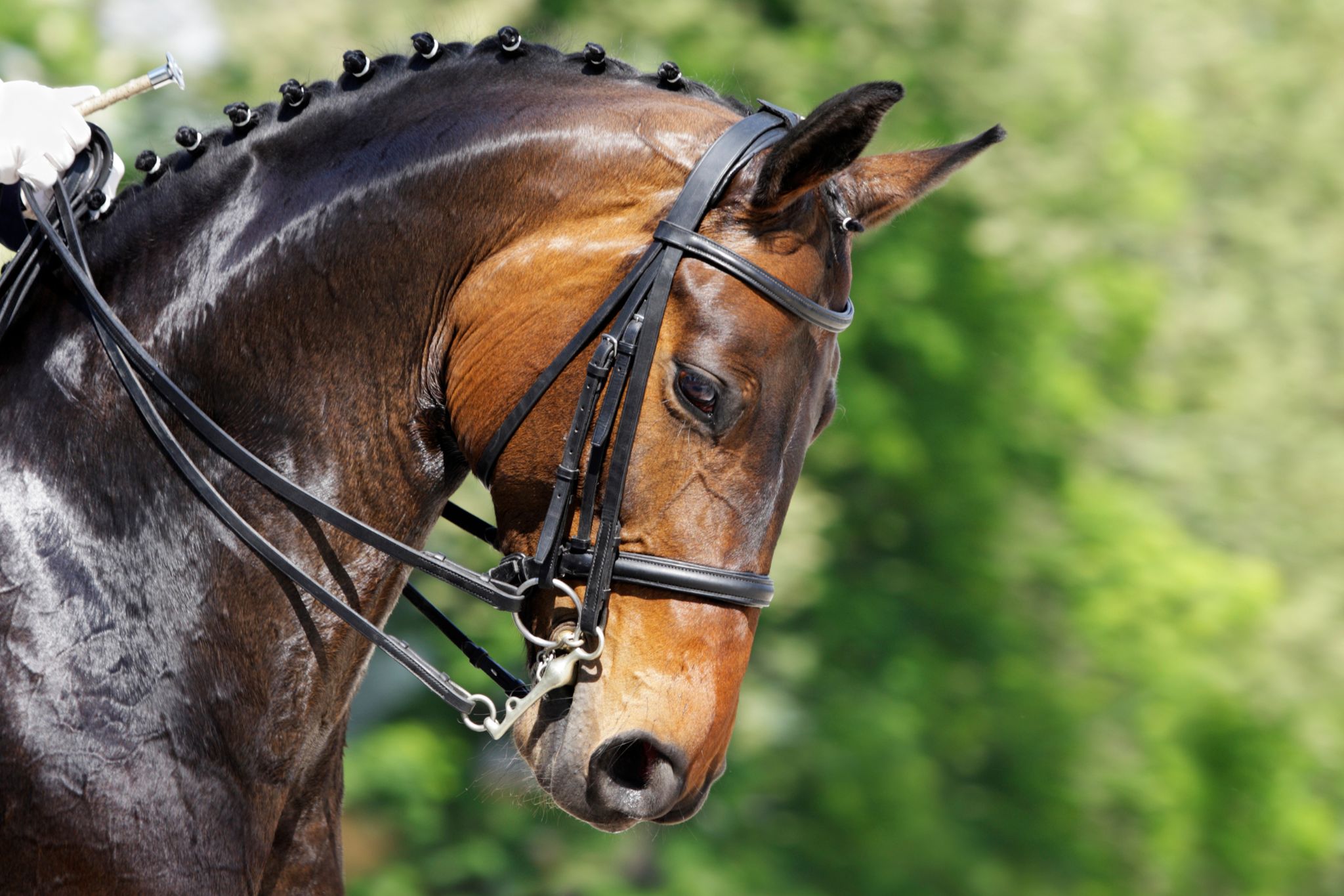 The Fascinating Science Behind Horse Sweat Horse Rookie