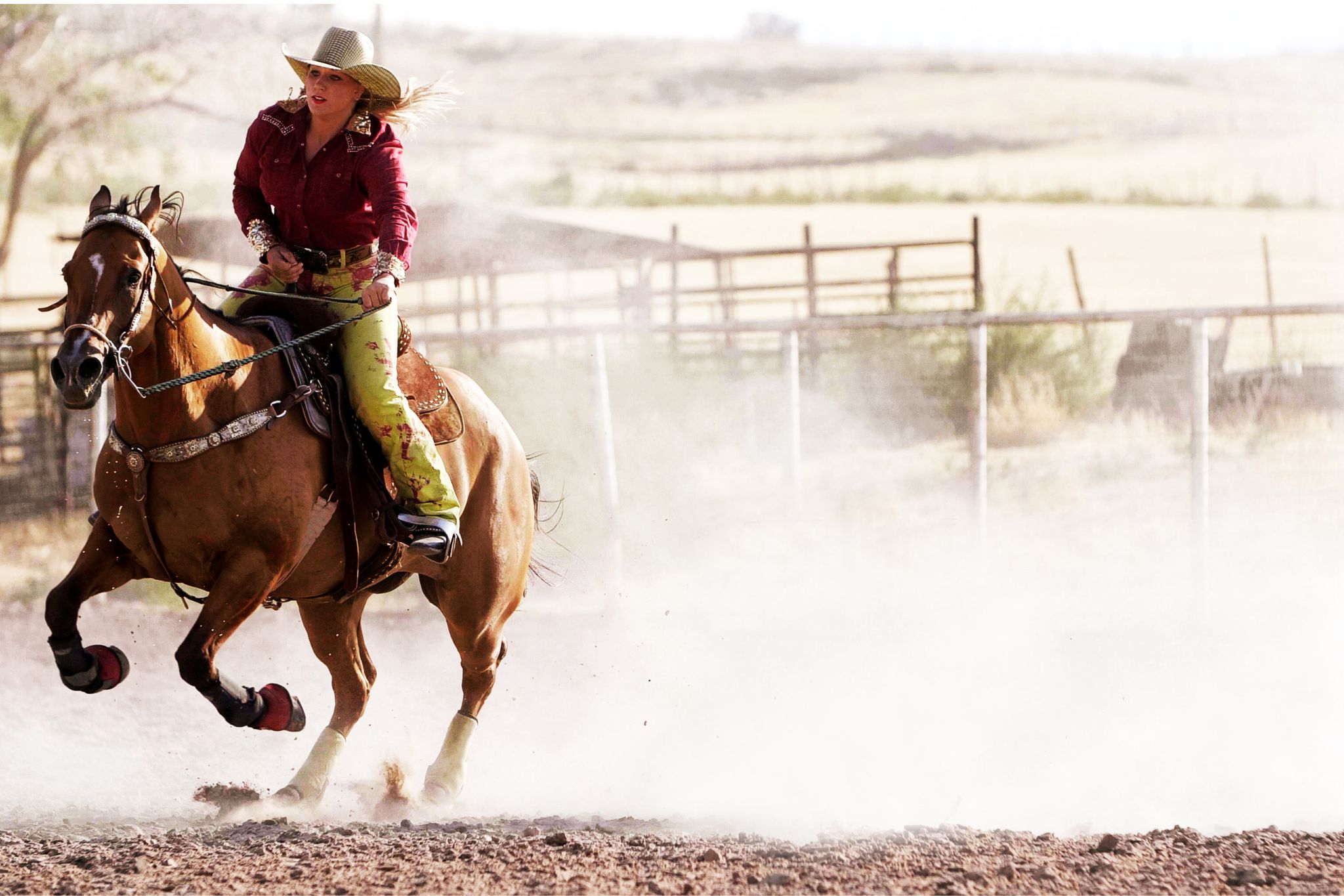 The Equine Need for Speed: Fastest Horses Revealed - Horse Rookie