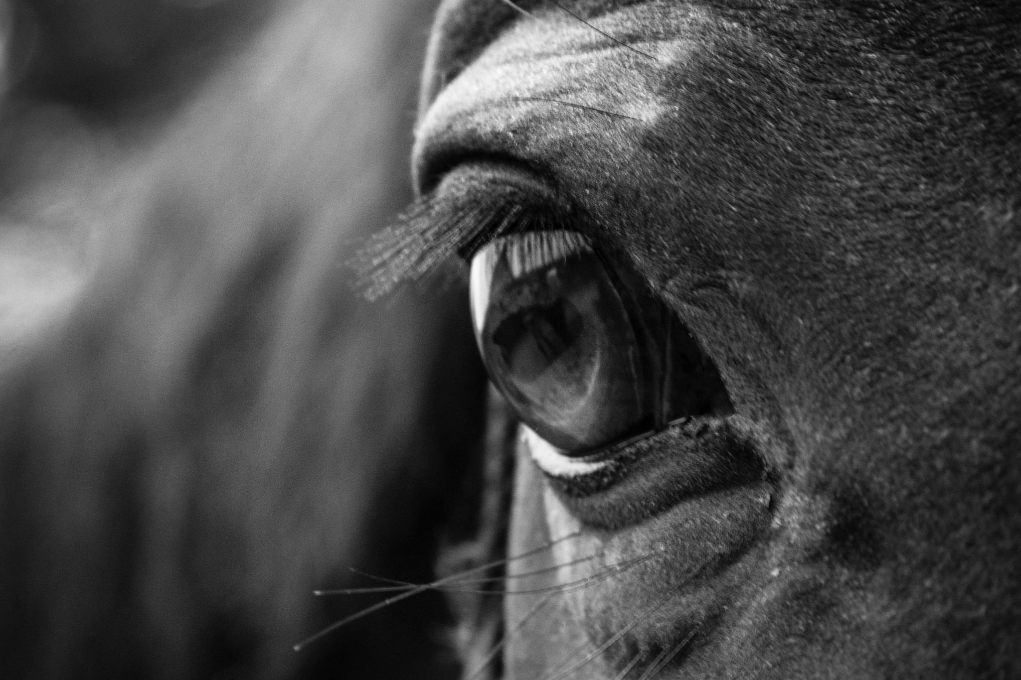 A Rookie Guide to Becoming an Equine Influencer - Horse Rookie