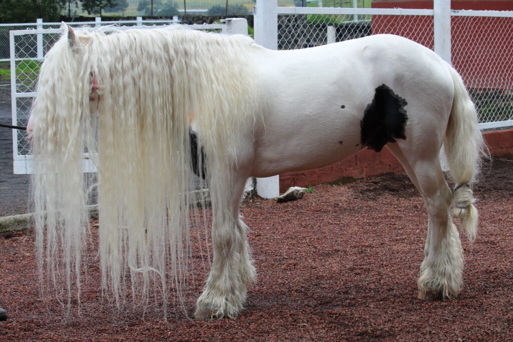 Magnificent Manes (Horse Hair Care, Braids, FAQs) - Horse Rookie