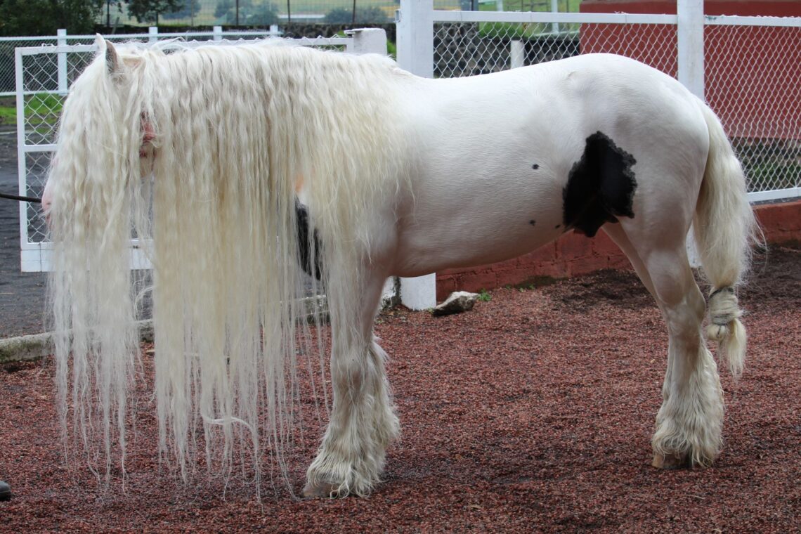 Magnificent Manes (Horse Hair Care, Braids, FAQs) - Horse Rookie
