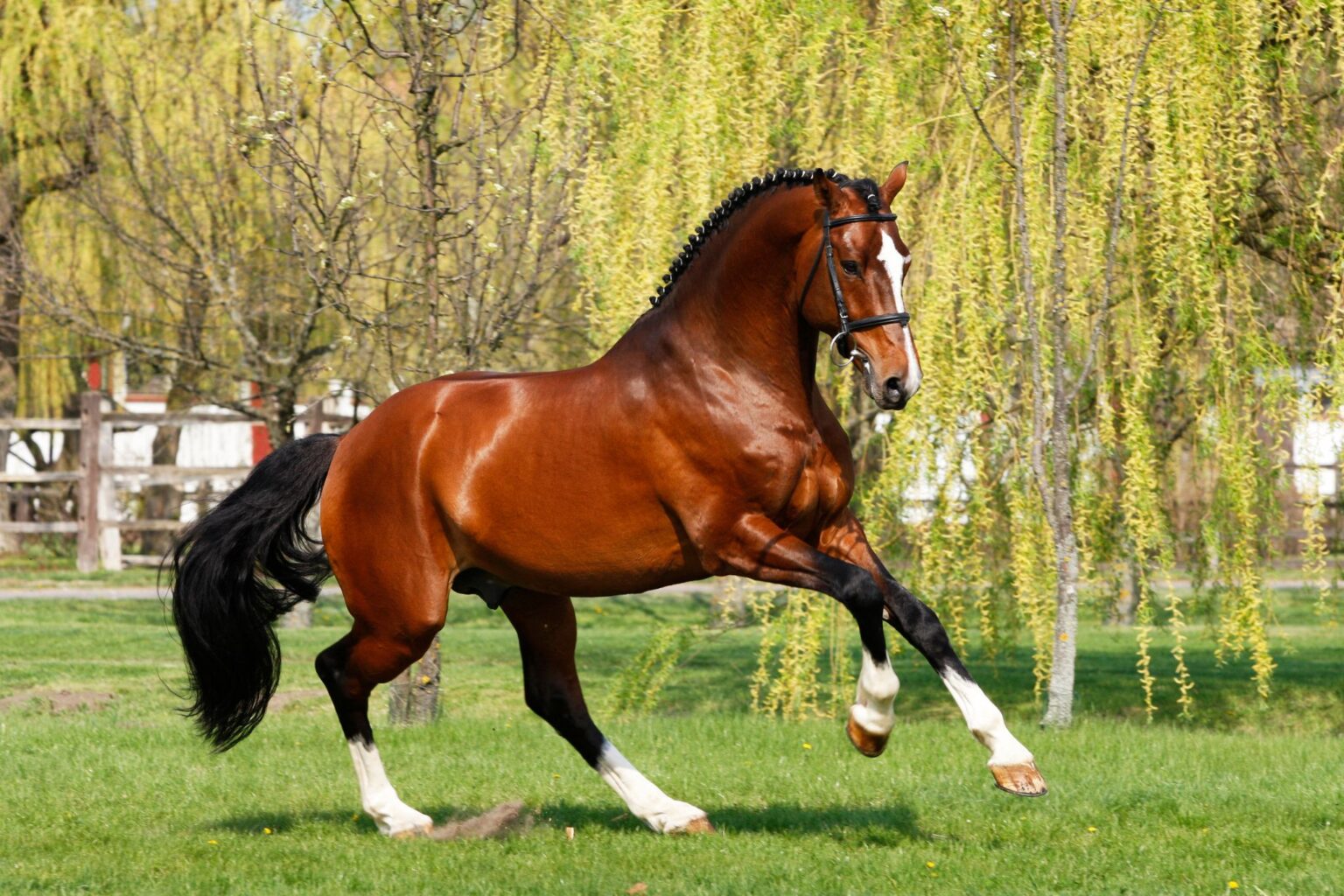 The Beginner's Breed Breakdown: 5 Types of Horses - Horse Rookie