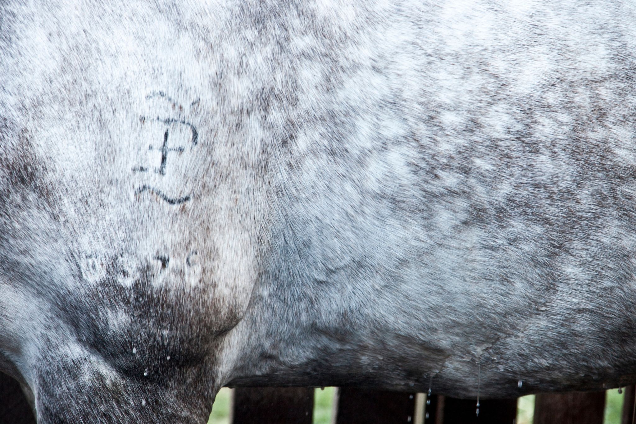 Brand Inspection Basics: Make Horse Ownership Obvious - Horse Rookie