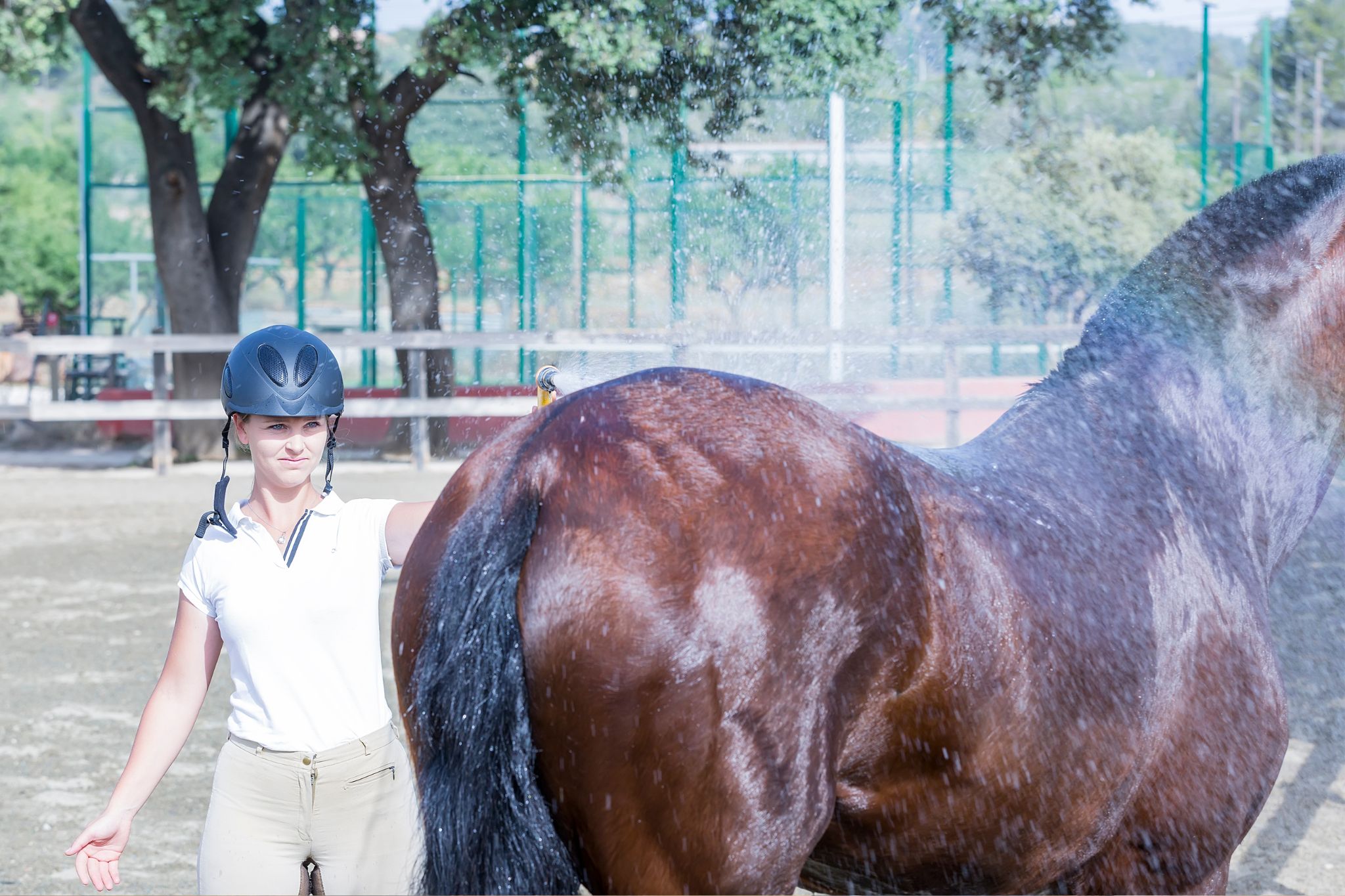 Come Clean: What to Know About Horse Wash Racks - Horse Rookie