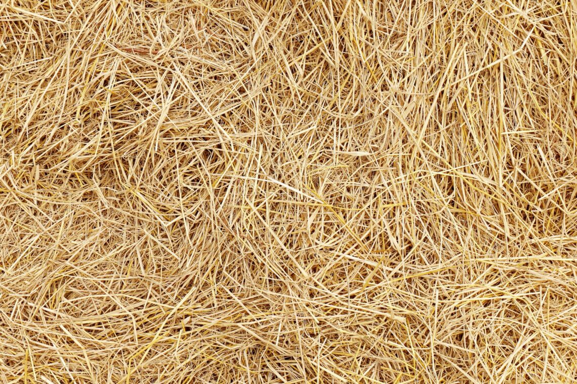 Putting the Horse Straw vs. Shavings Debate to Bed - Horse Rookie