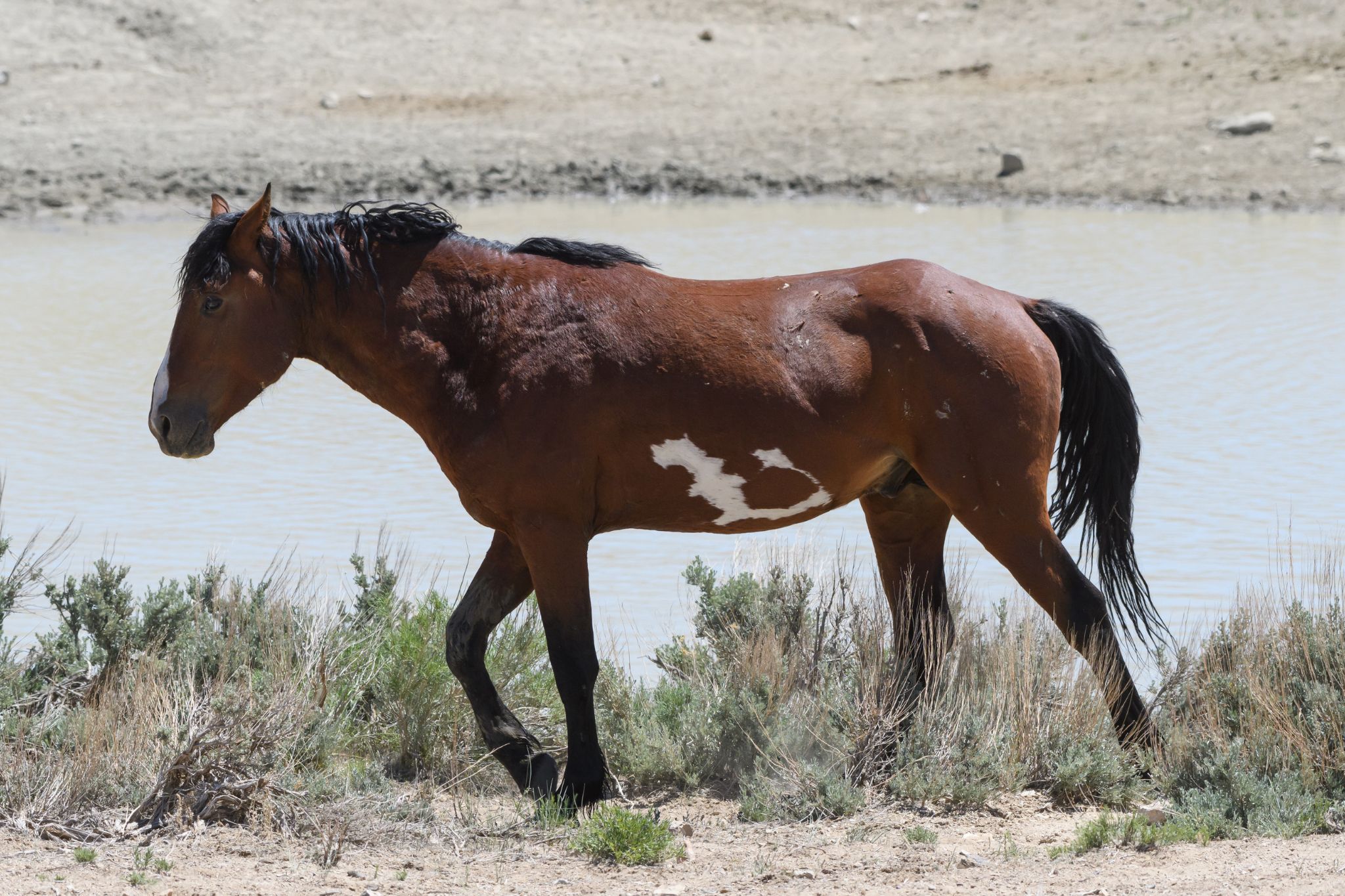 Fascinating Facts About the Magnificent Mustang Horse - Horse Rookie