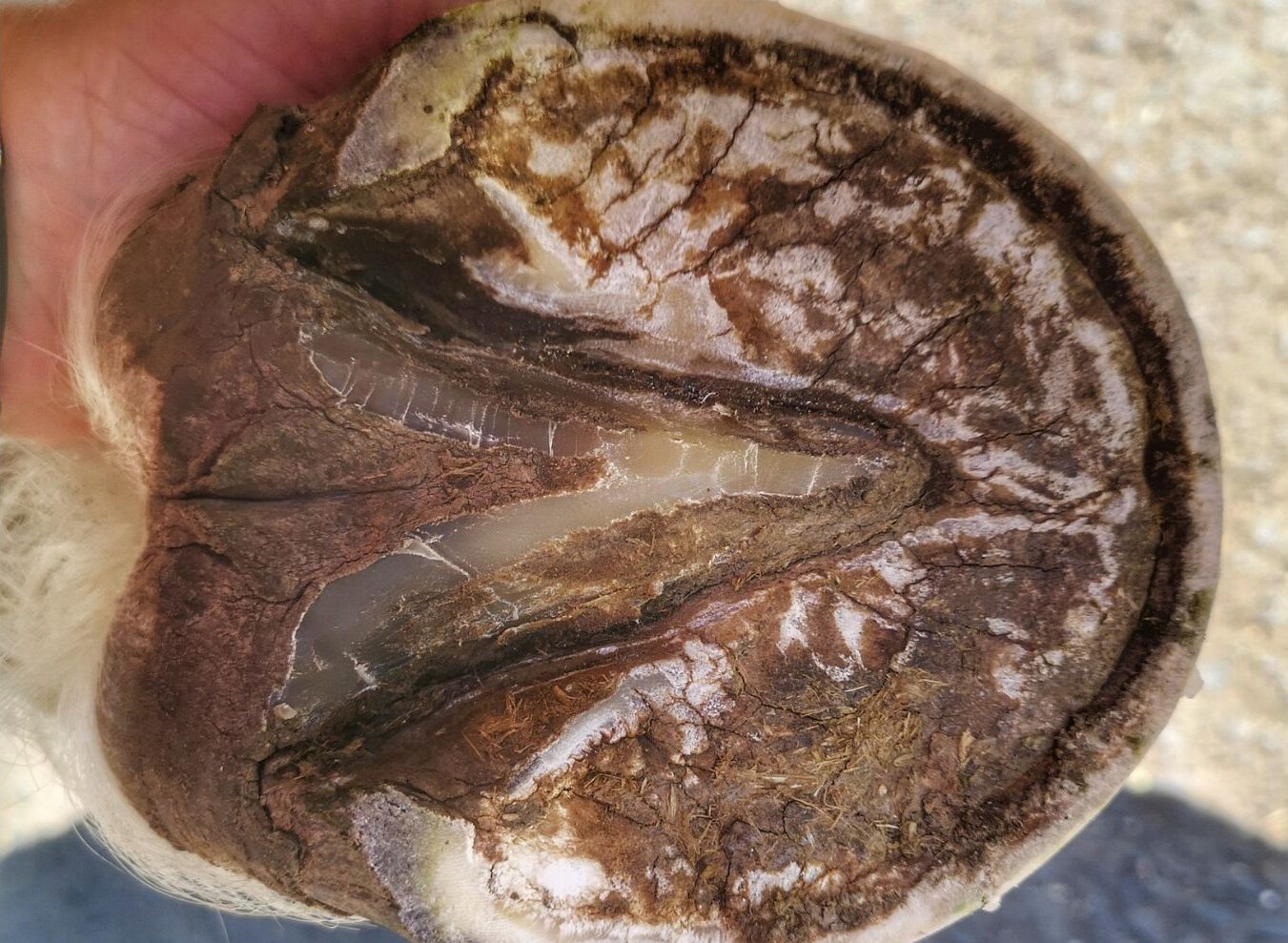 Hoof Talk: Tackling Seedy Toe, Thrush, Mud Fever & More - Horse Rookie