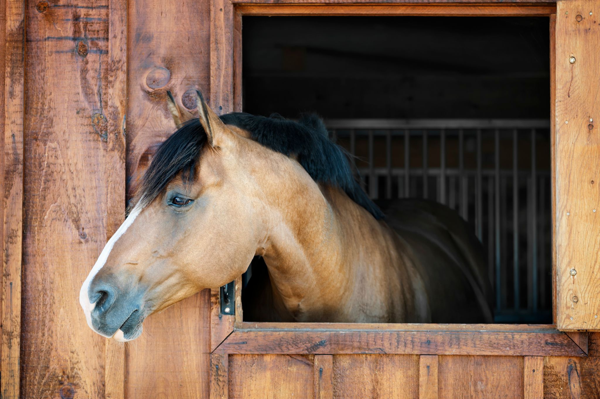 Horse Boarding Basics (Etiquette *Everyone* Should Know) - Horse Rookie
