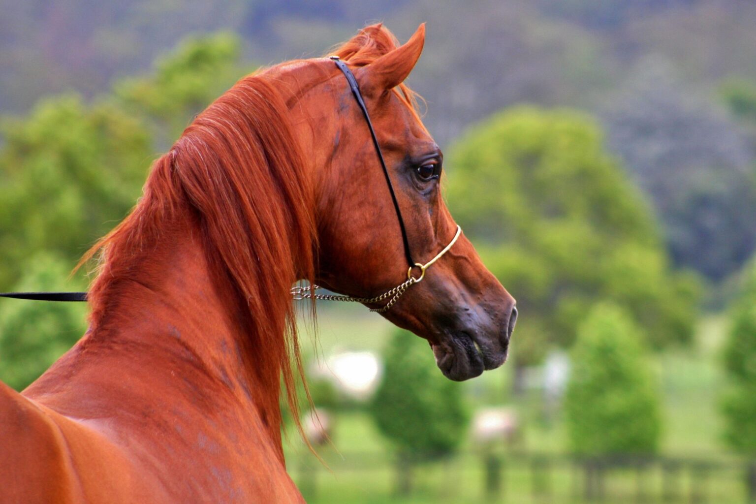 Breed Spotlight: The Ancient and Amazing Arabian Horse - Horse Rookie