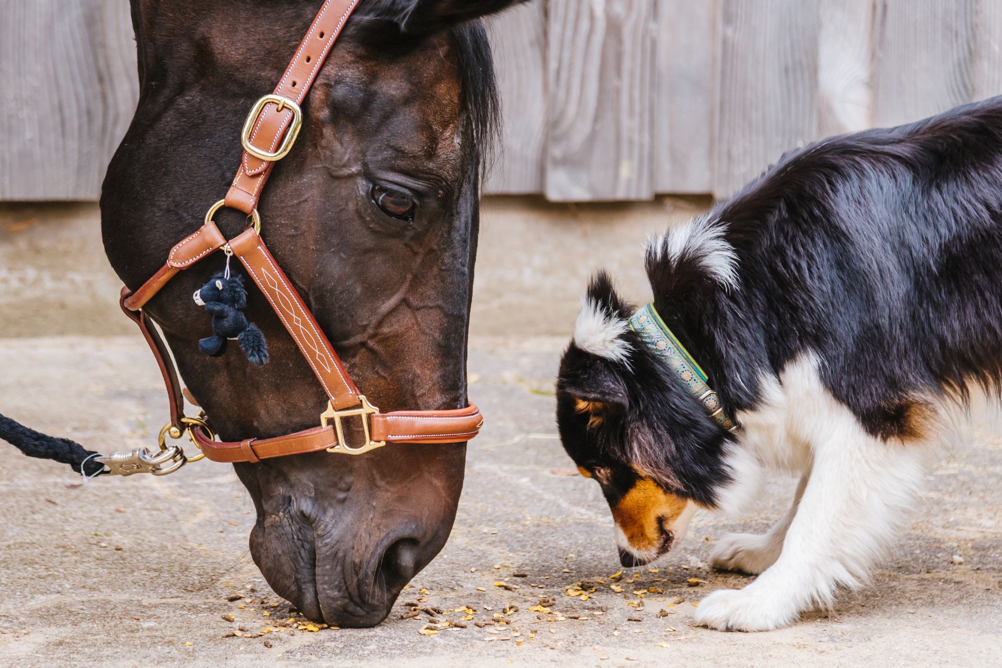 My barn dog isn't eating. Should I be worried? - Horse Rookie