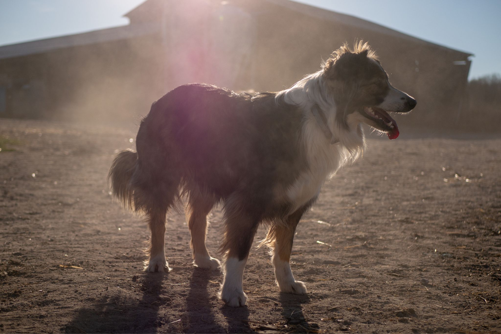 5 Signs It May Be Time to Bid Your Farm Dog Farewell - Horse Rookie
