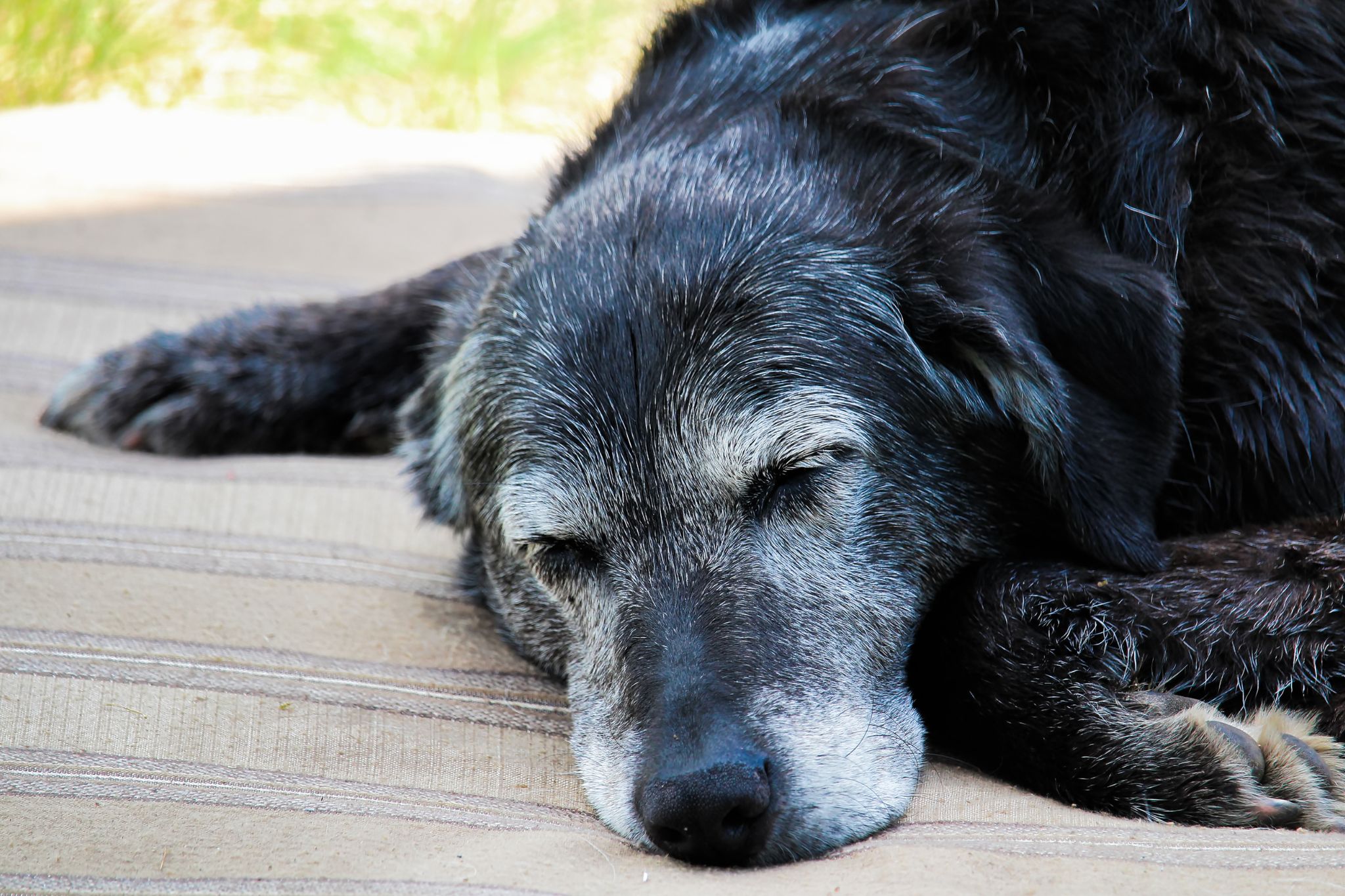 What it Means to Peacefully Euthanize a Beloved Barn Dog - Horse Rookie