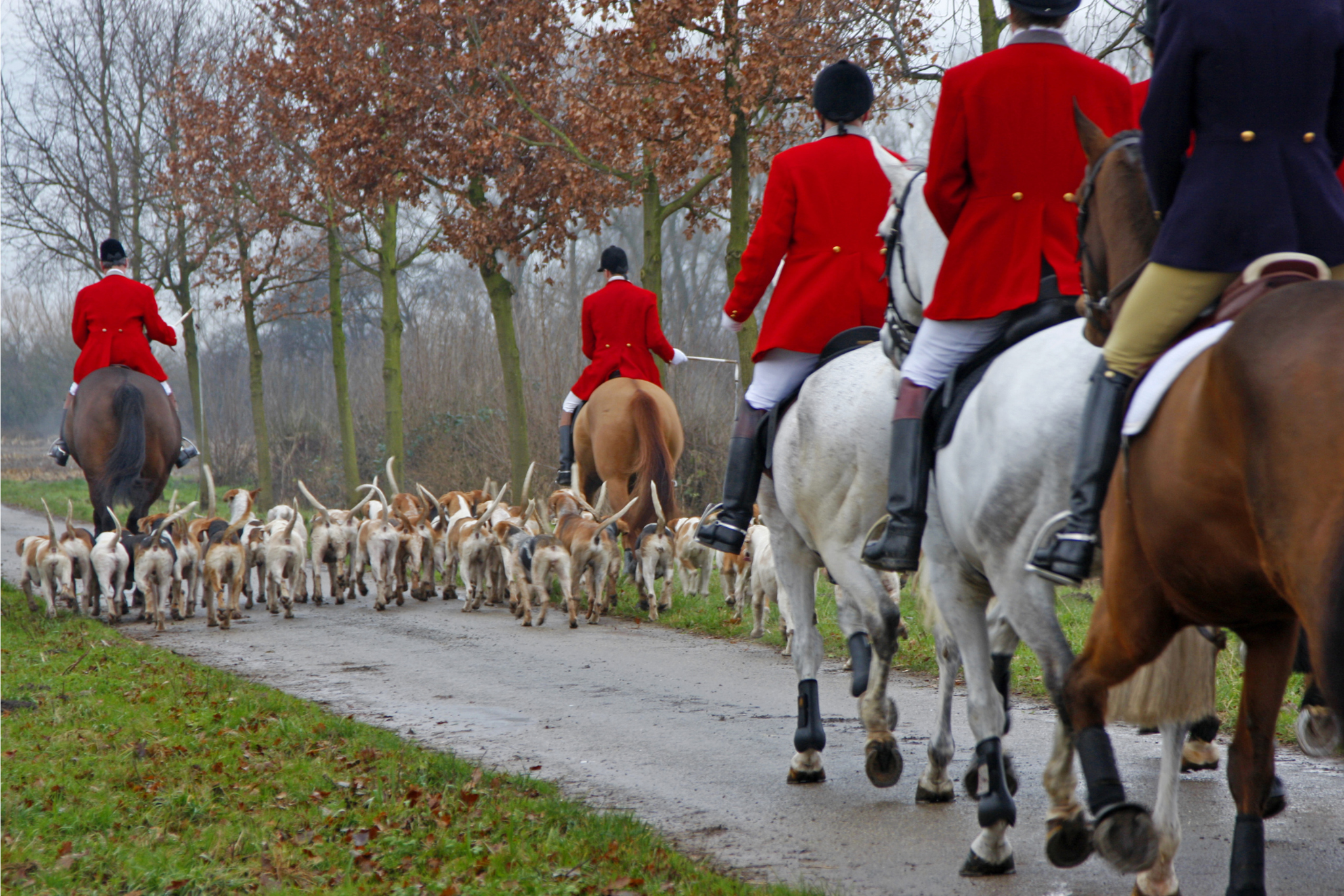 Fox Hunting Fidos: Beagle Life Stages & Average Lifespan - Horse Rookie