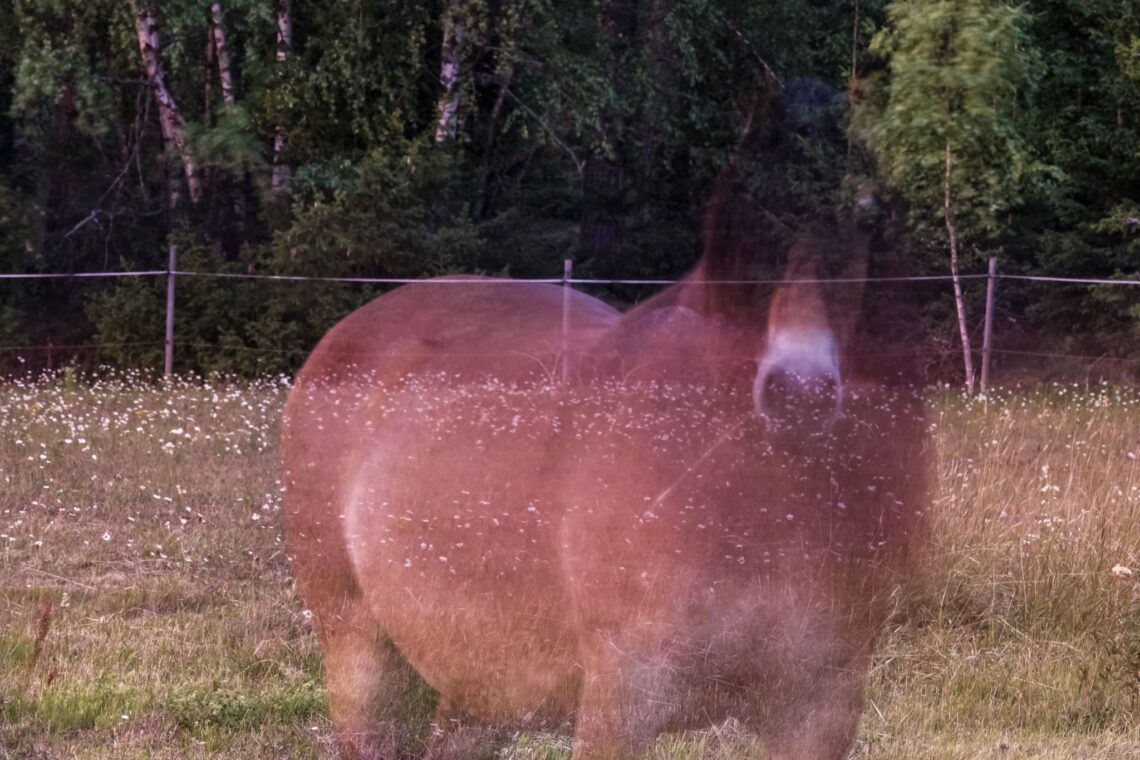Navigating the 5 Stages of Grief After Losing a Horse - Horse Rookie