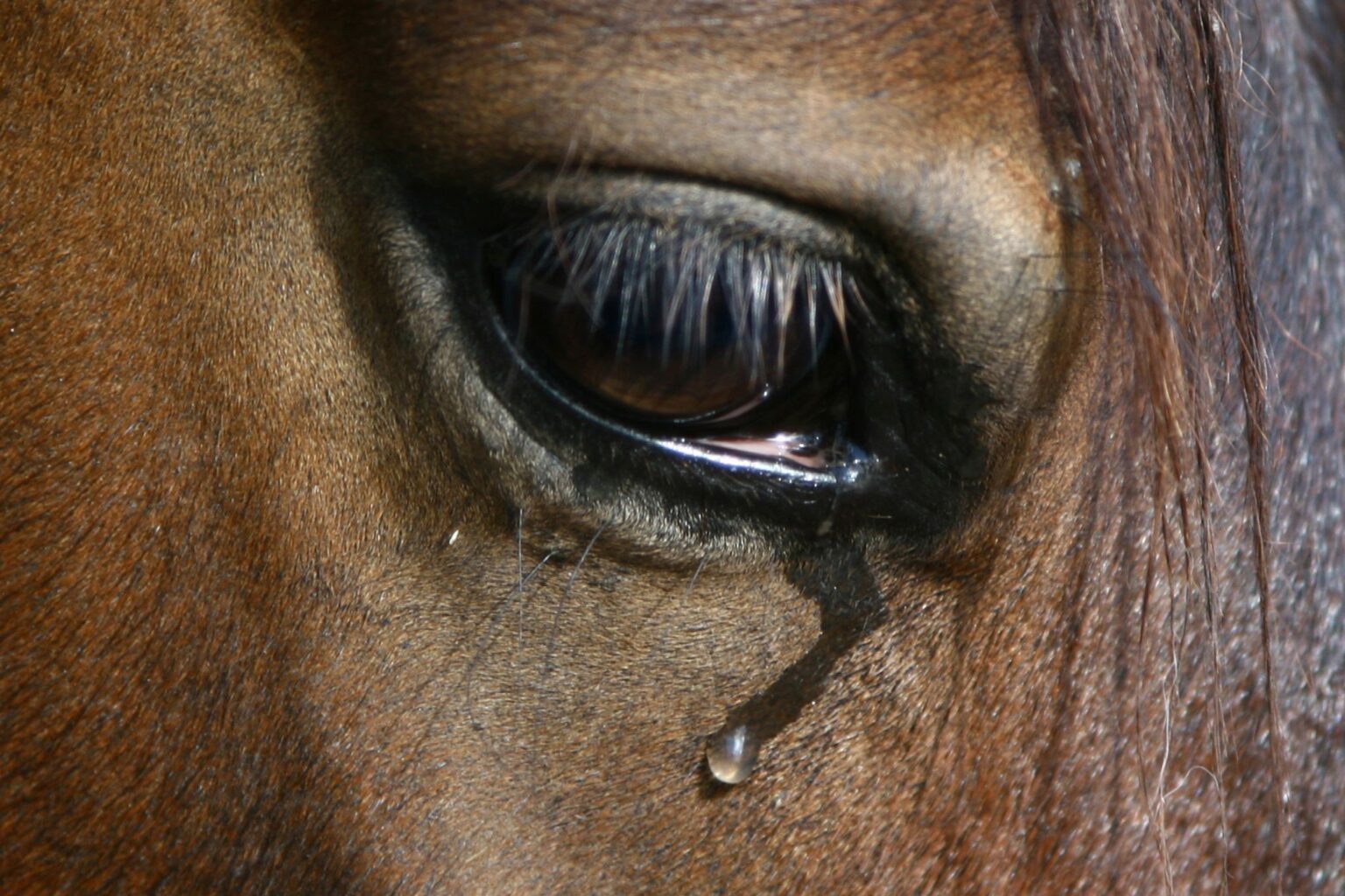 4 Survival Tactics to Cope with Horse Loss and Grief - Horse Rookie