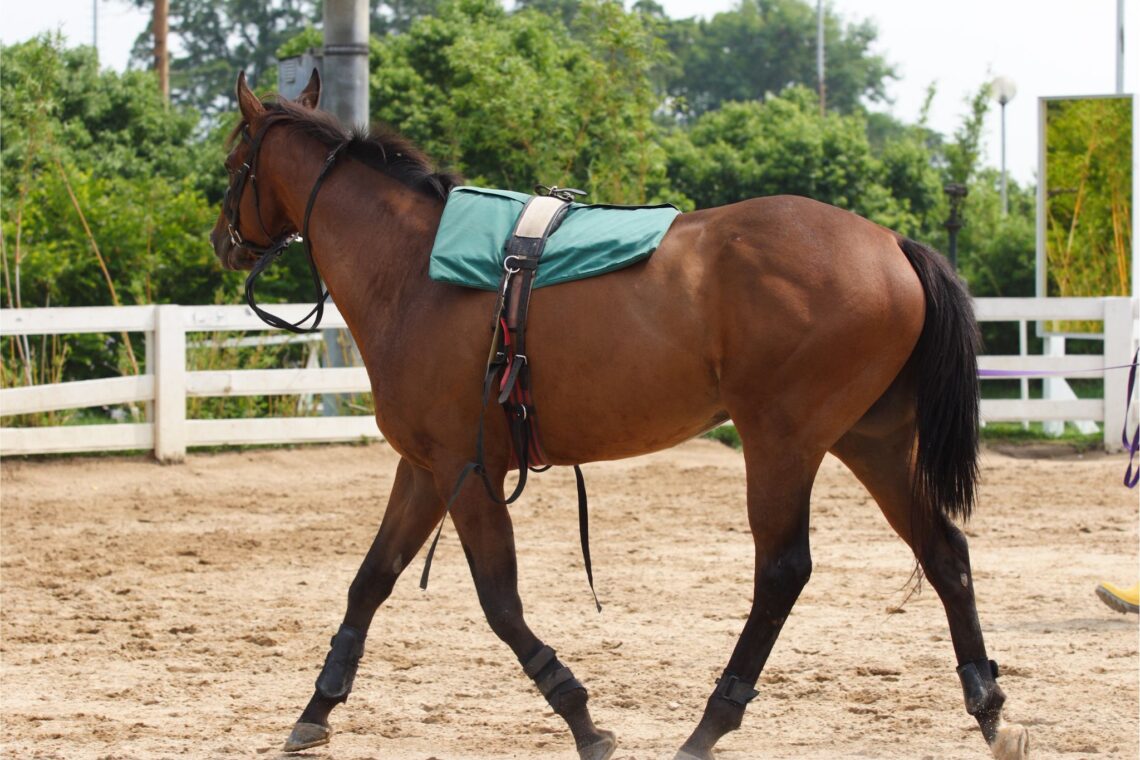 The Bright Side of Positive Reinforcement Horse Training - Horse Rookie