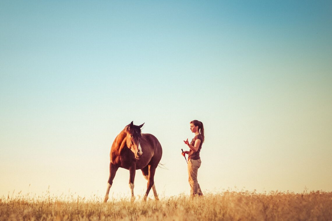 The Bright Side of Positive Reinforcement Horse Training - Horse Rookie