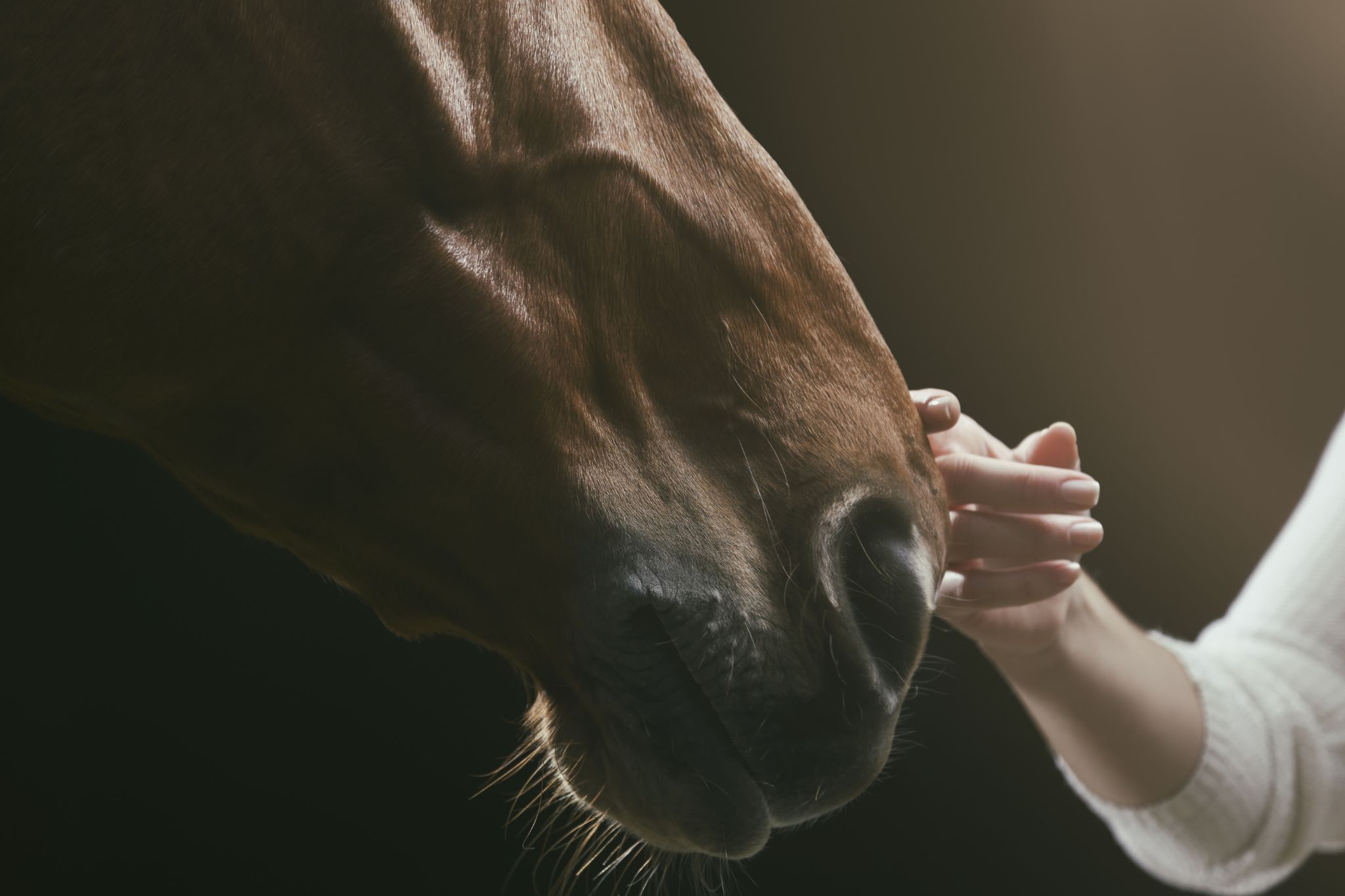 Inside the Equine Mind: Pursuing Psychology - Horse Rookie