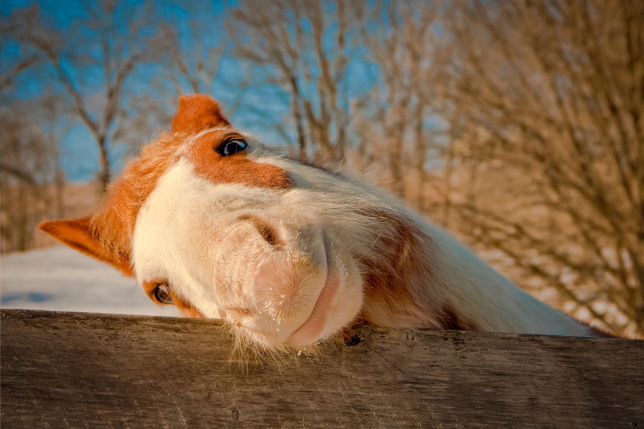 Inside the Equine Mind: Pursuing Psychology - Horse Rookie