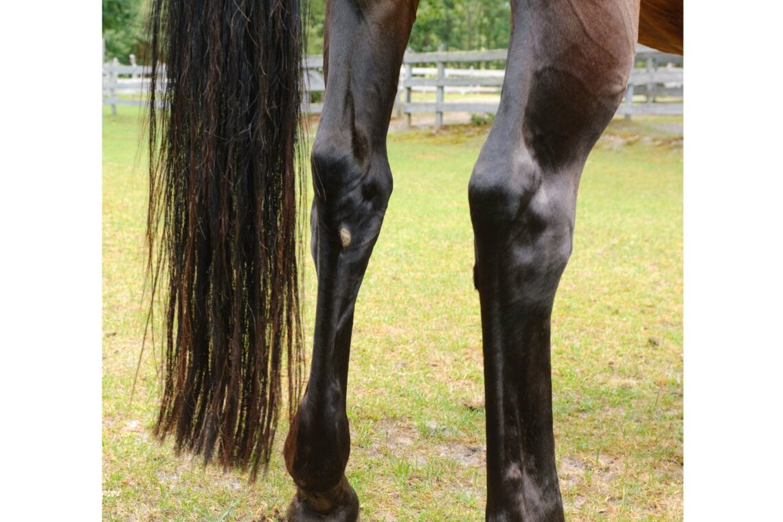 Horse Lameness Lingo (Simple Beginner's Glossary) - Horse Rookie