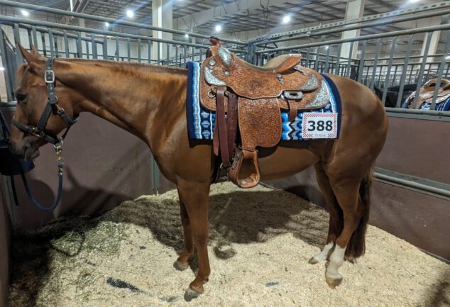 9 Best Non-Slip Saddle Pads That Actually Stay Put - Horse Rookie