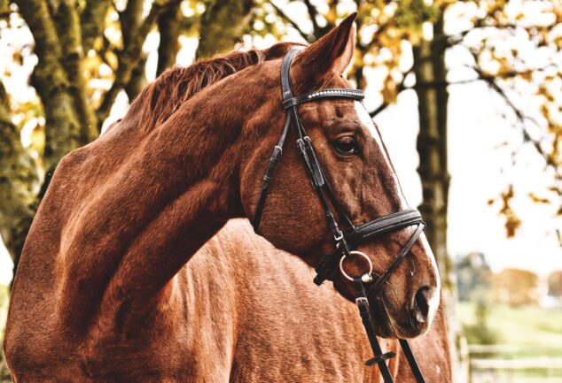 16 Common Types of Horse Bits (A Helpful Illustrated Guide) - Horse Rookie