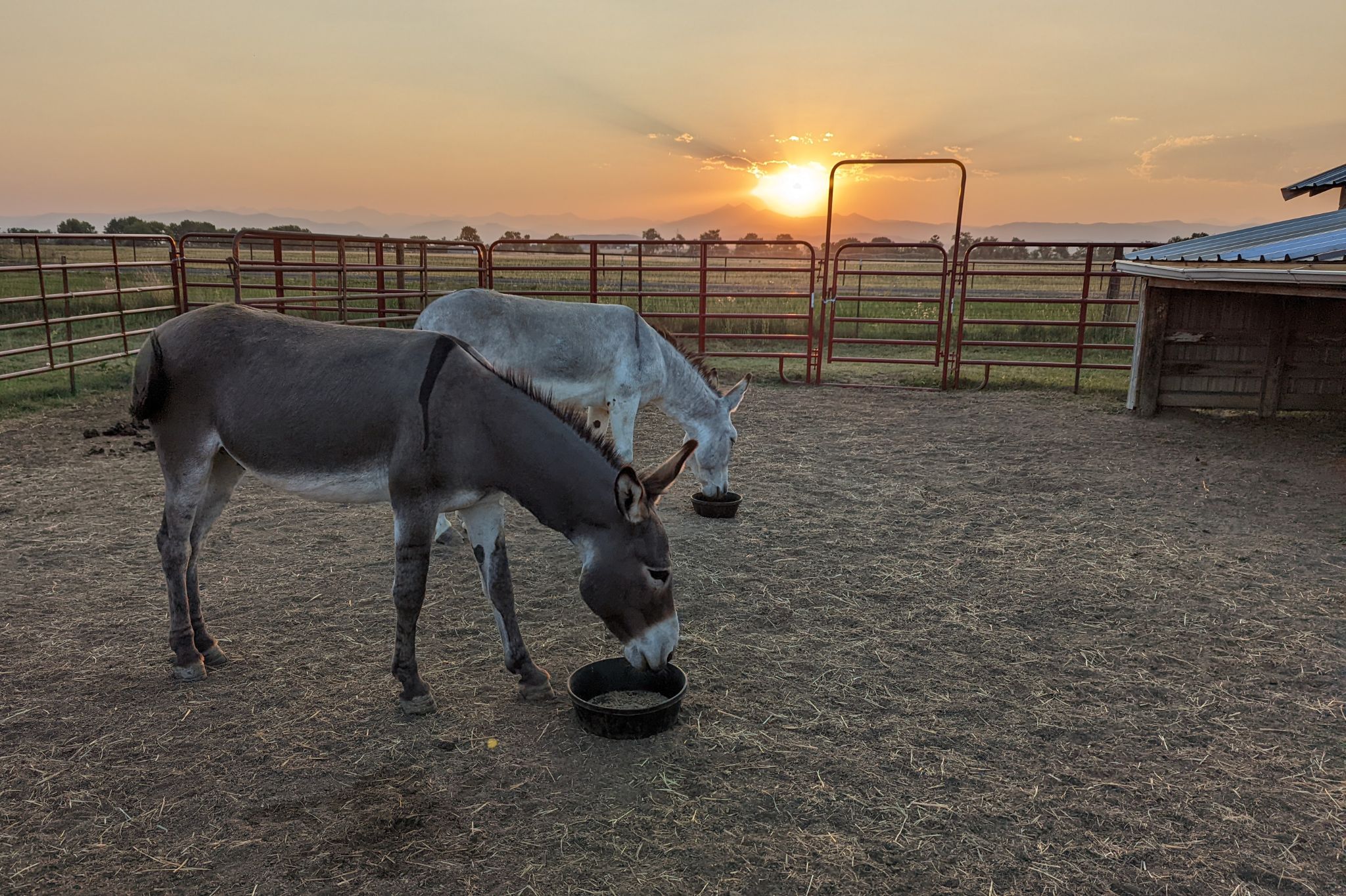 Barn Management Best Practices for Burros - Horse Rookie