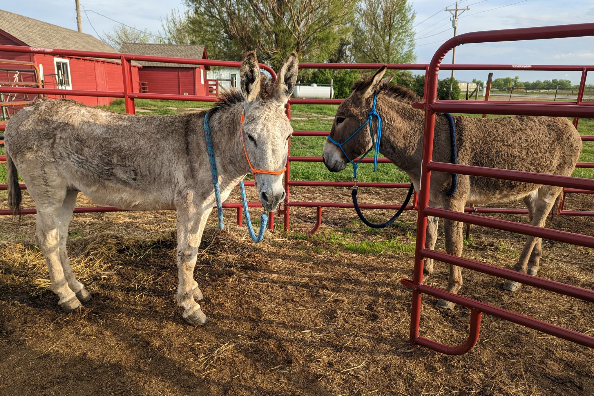 Been There, Tried That: Training Tips for Wild Burros - Horse Rookie