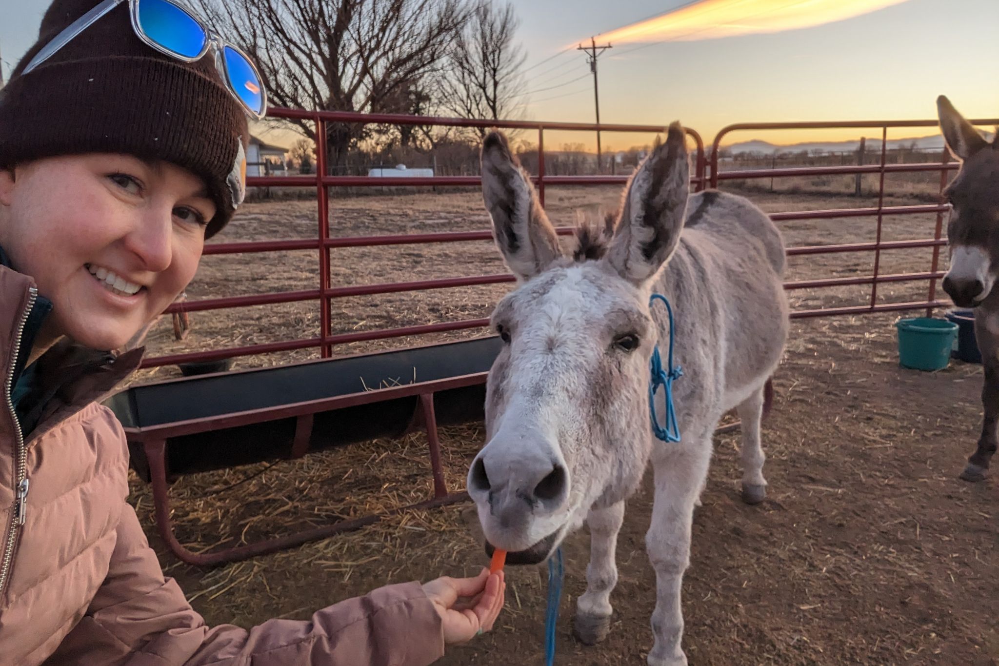 Beta on the Best Snacks for Burro Training - Horse Rookie