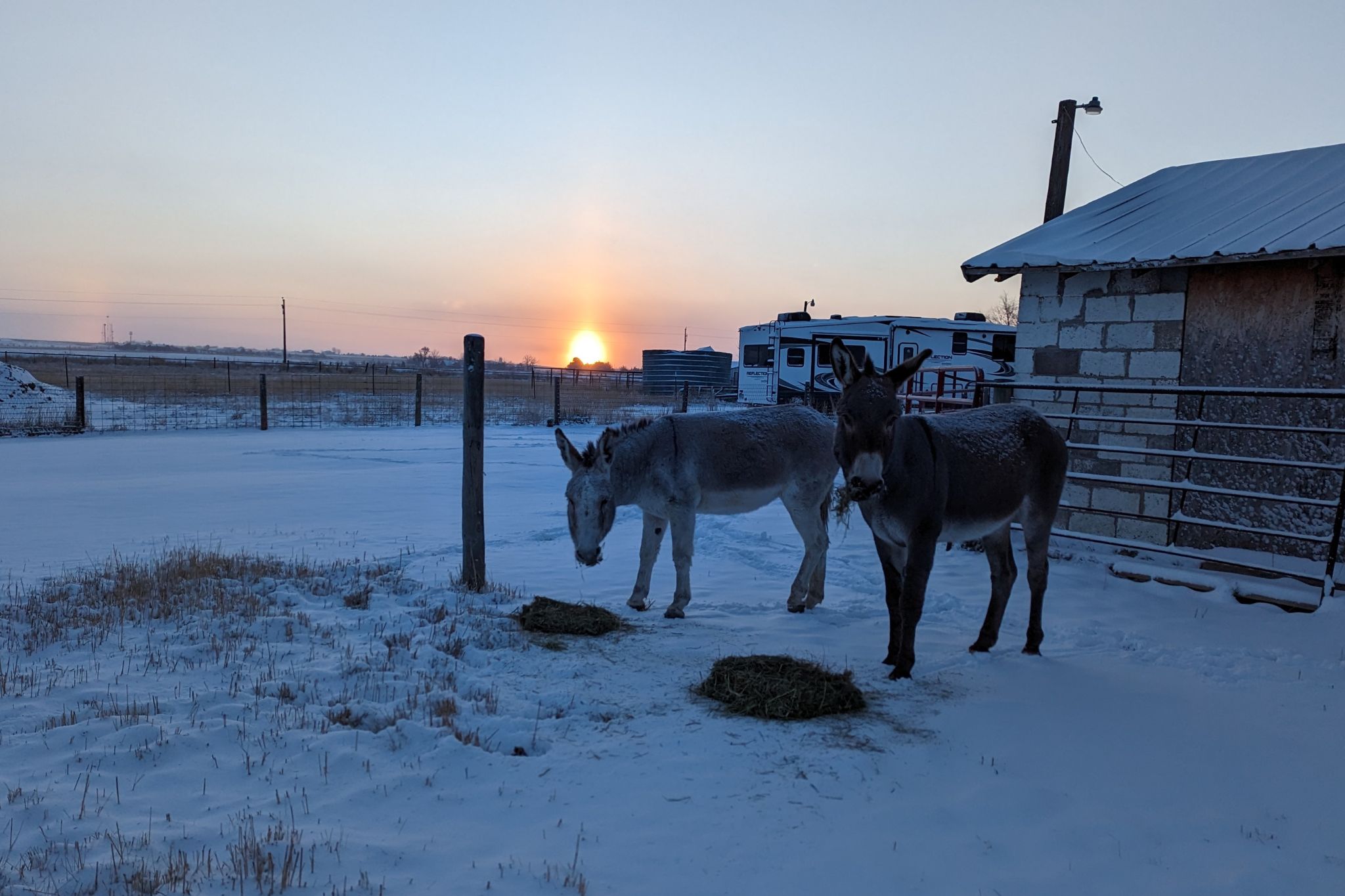 Donkey Care in Extremely Cold Conditions - Horse Rookie